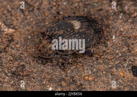 Adult Cocoon Weevil of the Species Phelypera schuppeli Stock Photo - Alamy