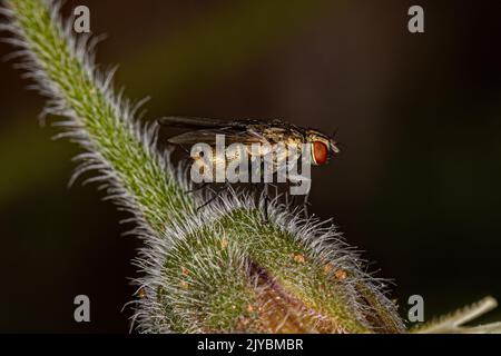 Adult Flesh Fly of the Family Sarcophagidae Stock Photo - Alamy