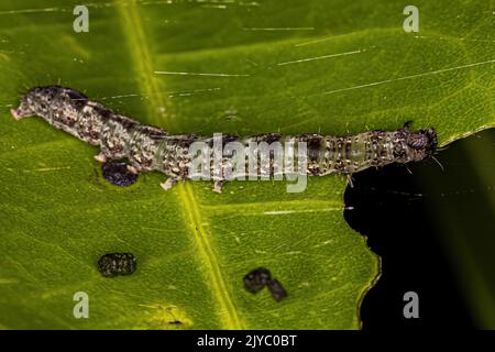 small moth larva of the Order Lepidoptera Stock Photo - Alamy
