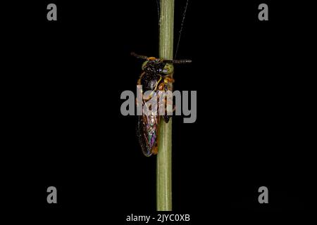 Adult stingless bees of the genus Tetragonisca and a Southern House ...