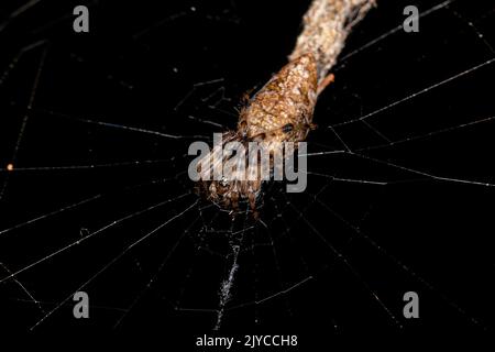 Small Trashline Orbweaver Spider of the Genus Cyclosa Stock Photo - Alamy