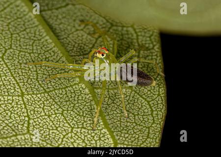 Small Translucent Green Jumping Spider of the Genus Lyssomanes Stock ...