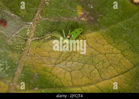Adult Male Translucent Green Jumping Spider of the Species Lyssomanes ...