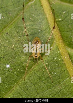 Mirror-ball Spiders (Thwaitesia Stock Photo - Alamy
