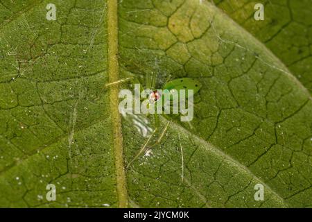 Adult Female Translucent Green Jumping Spider of the Genus Lyssomanes ...