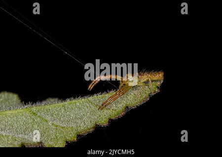 Adult Octopus Crab Spider of the Genus Tmarus Stock Photo - Alamy
