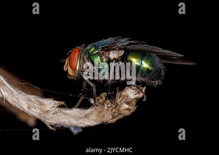 Adult Greenbottle Fly of the genus Lucilia eating meat Stock Photo - Alamy
