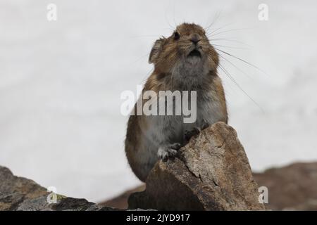 Pika Banff National Park Kanada Stock Photo - Alamy