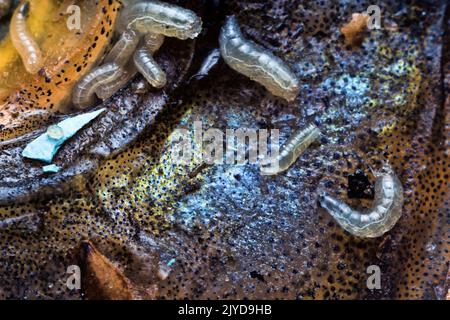 Eggs and fly larvae (pinkie) on fish. Larva uses pus or decomposing ...