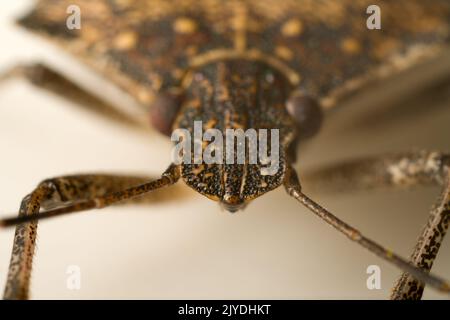 True bugs (Hemiptera), ultra macro head portrait on white background ...