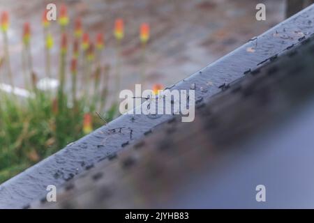 A portrait of a roof gutter overflowing with water during a rainy day ...
