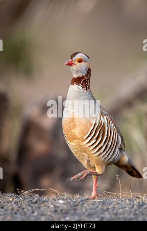 barbary partridge (Alectoris barbara), walks in semi-desert, Canary ...