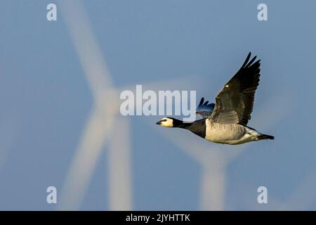 Barnacle goose flying in the sky Stock Photo - Alamy