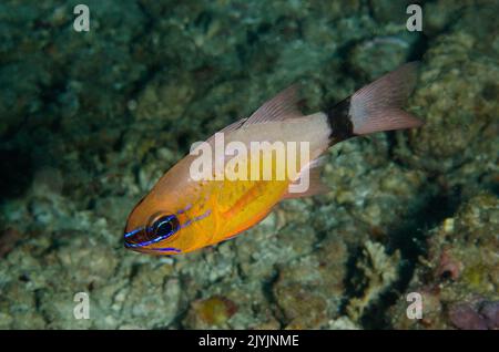 Flower Cardinalfish, Apogon fleurieu, Apogonidae, Anilao, Philippines ...
