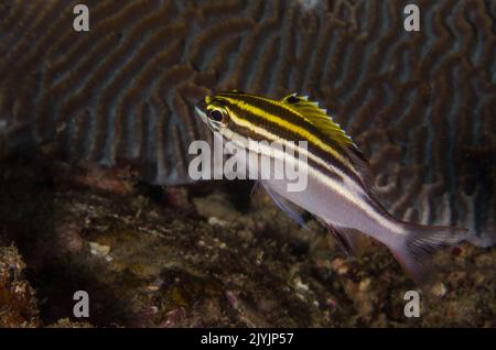 Bridled Monocle Bream (Scolopsis bilineatus Stock Photo - Alamy