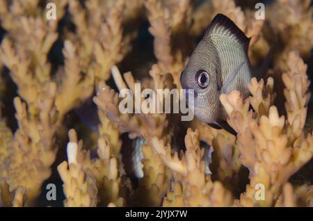 Reticulated damselfish, Dascylluls reticulatus, Pomacentridae, Anilao ...