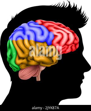 Male face and head profile diagram, simple flat cartoon style. Man head ...