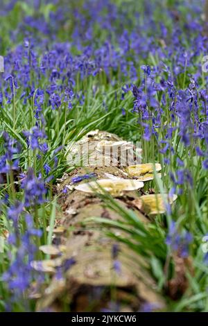 Close-up of bluebells and tree trunk in a Kent wood, England, United ...