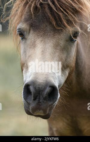 Horse Body Parts. Eyes, Nose, Mane, Fur Stock Photo - Alamy