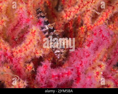 Bright pink sea fan on a tropical coral reef off Bunaken Island in ...