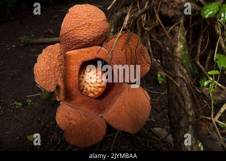The Rafflesia is a parasitic plant of the Rain forests of Sumatra and ...