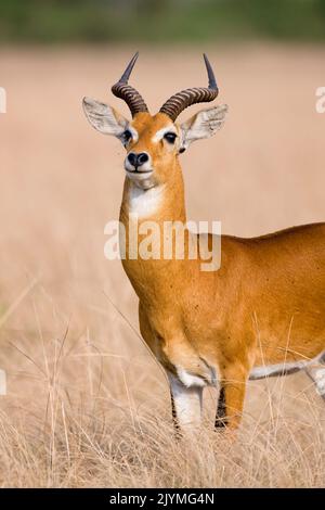 Portrait of an Ugandan kob (Kobus thomasi) in Murchison Falls National ...