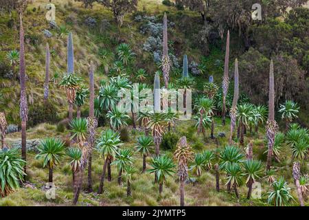 Giant lobelia plants in the Simien Mountains National Park, Ethiopia ...