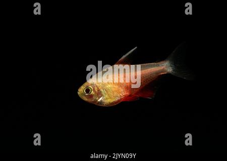 flame tetra (Hyphessobrycon flammeus), swimming Stock Photo - Alamy