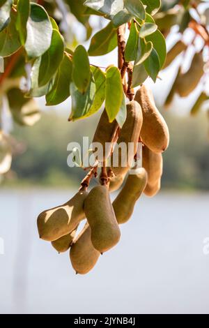 Hymenaea courbaril, West Indian Locust Tree, three green seed pods ...
