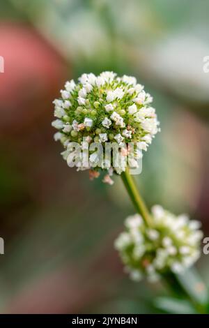 Shrubby false buttonweed (Spermacoce verticillata) macro - Pine Island ...