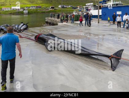 Whaling ( Grindadrap ) Long Finned Pilot Whale (globicephala melas) on ...