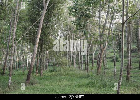 Scenery of a rubber plantation or Perkebunan karat in Semarang regency ...