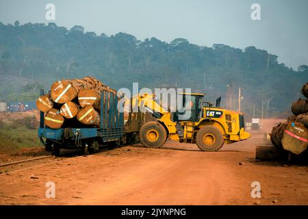 Exploitation of wood (Moabi, kevazingo, ebony,?). Storage and ...