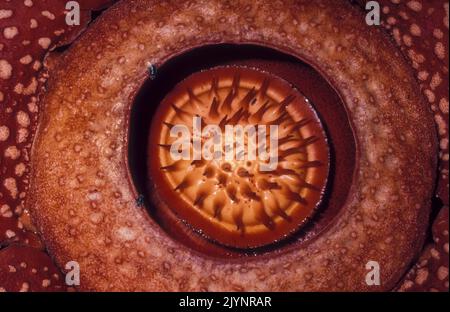 close up view Rafflesia flower, Rafflesia arnoldii, with a woman hand ...
