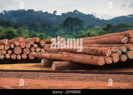 Exploitation of wood (Moabi, kevazingo, ebony,?). Storage and ...