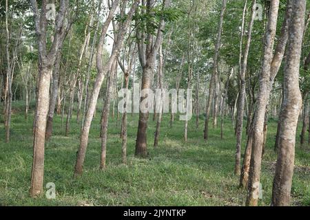 Scenery of a rubber plantation or Perkebunan karat in Semarang regency ...
