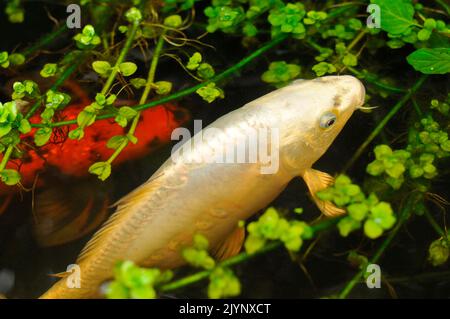 The Lonely koi Stock Photo - Alamy