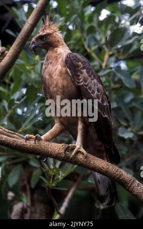 Javan Hawk eagle Spizaetus bartelsi Stock Photo - Alamy