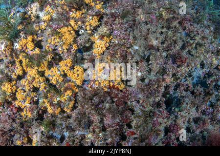 Sea anemone shells Stock Photo - Alamy