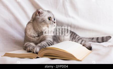 Interested cat lying near open book on white background Stock Photo - Alamy