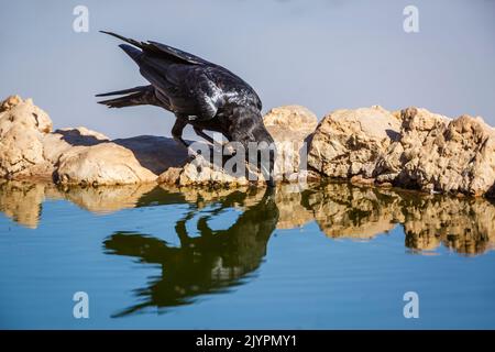 Cape Crow or Black Crow (Corvus capensis), Hwange National Park ...