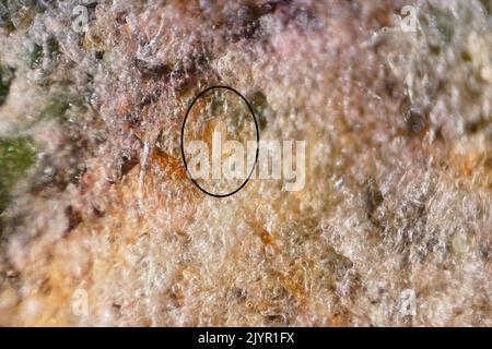 Grapevine leaves with Erinosis, a disease of the mite Colomerus vitis ...