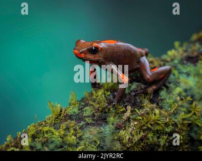 bullseye Poison-frog (Oophaga histrionica), red morph, Colombia Stock ...
