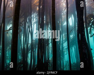 Kelp forest underwater in False Bay, Cape Town with dark seagrass ...