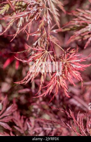 Acer Palmatum Dissectum 'Inaba shidare' in autumn. Japanese maple in ...