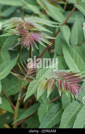 Tree of heaven, Tree-of-heaven (Ailanthus altissima, Ailanthus ...