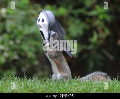 ThesE grey squirrels are a scream and they go nuts at Halloween. Vicky ...