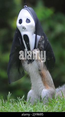 ThesE grey squirrels are a scream and they go nuts at Halloween. Vicky ...