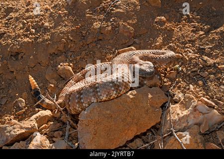 Panamint Rattlesnake (Crotalus stephensi), Central east California, S.W ...