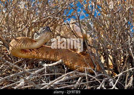 Panamint Rattlesnake (Crotalus stephensi), Central east California, S.W ...